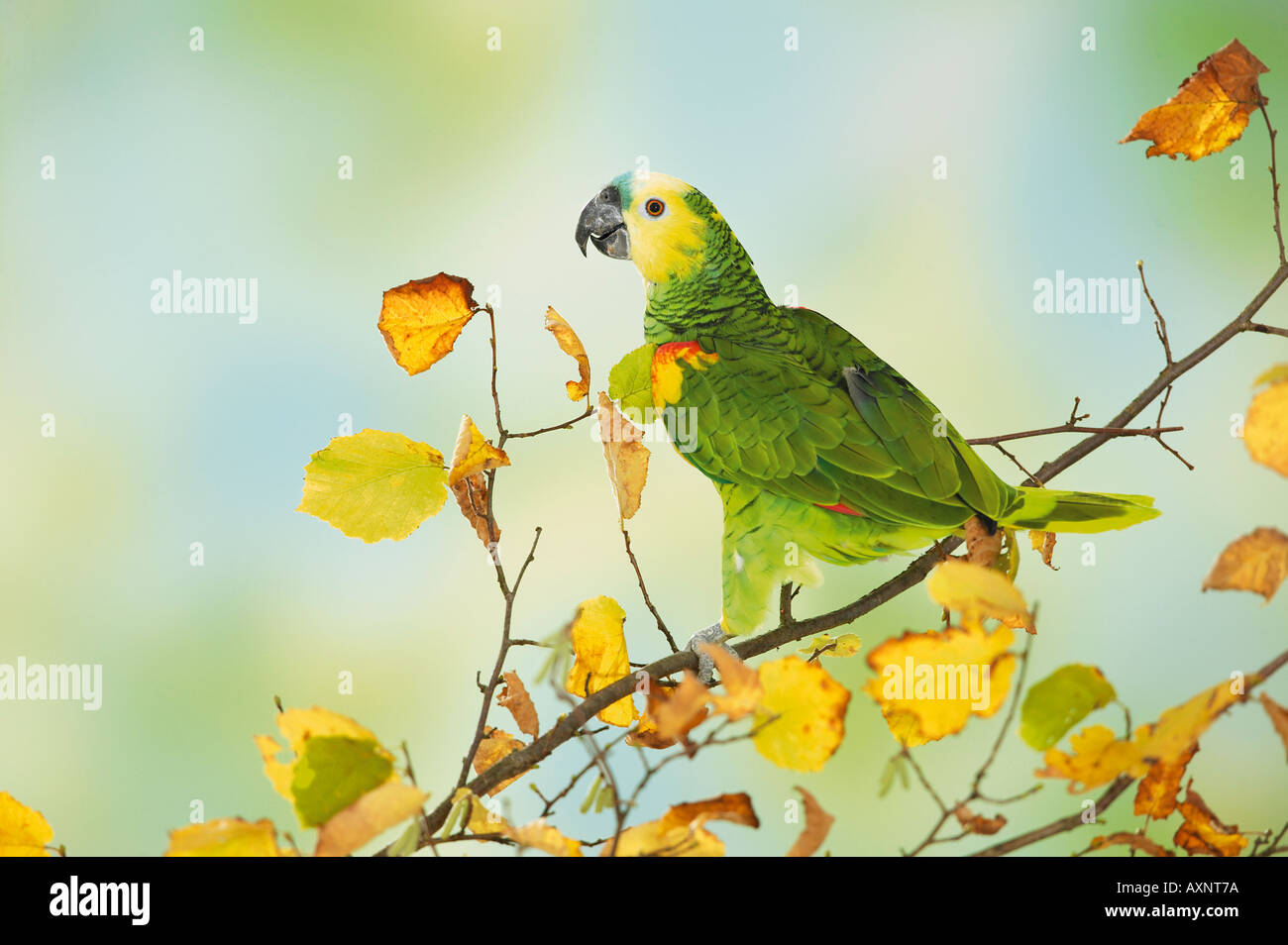 blue fronted amazon on branch Amazona aestiva Stock Photo - Alamy