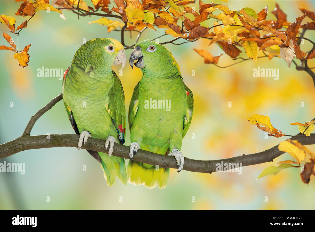 Yellow naped amazon parrot amazona oratrix hi-res stock photography and ...