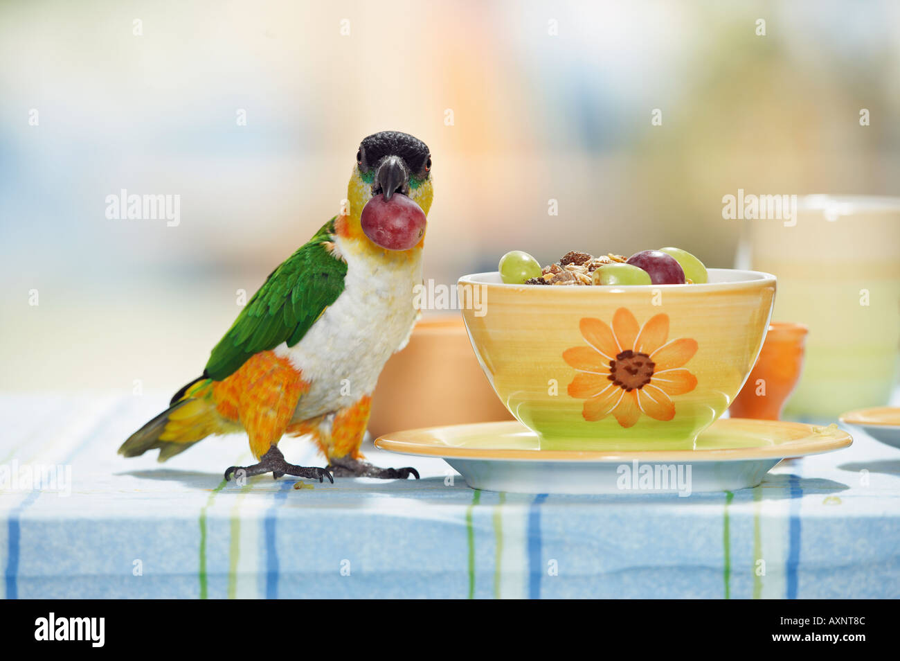 Fruits in beak hi-res stock photography and images - Alamy