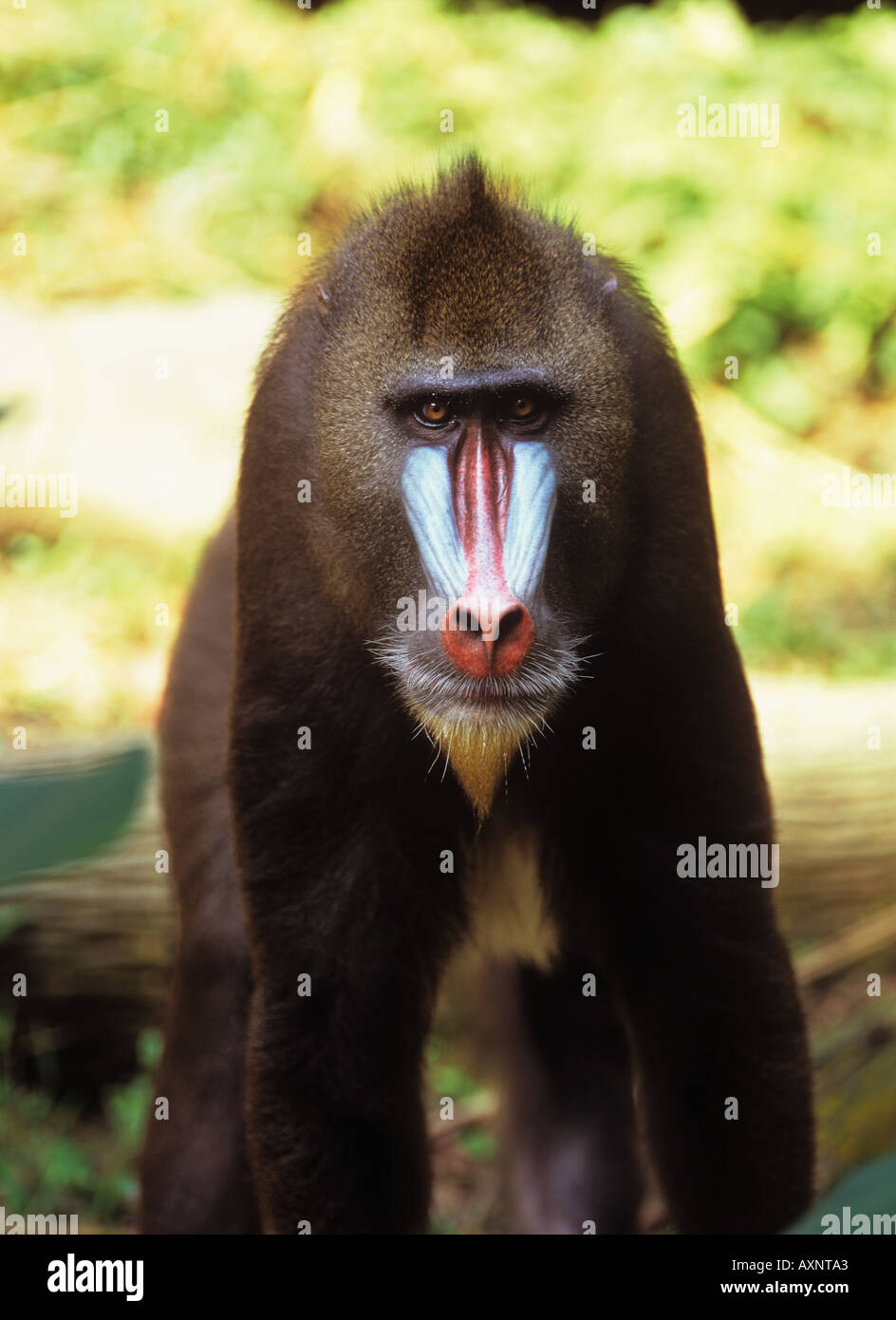 mandrill standing frontal Mandrillus sphinx Stock Photo - Alamy