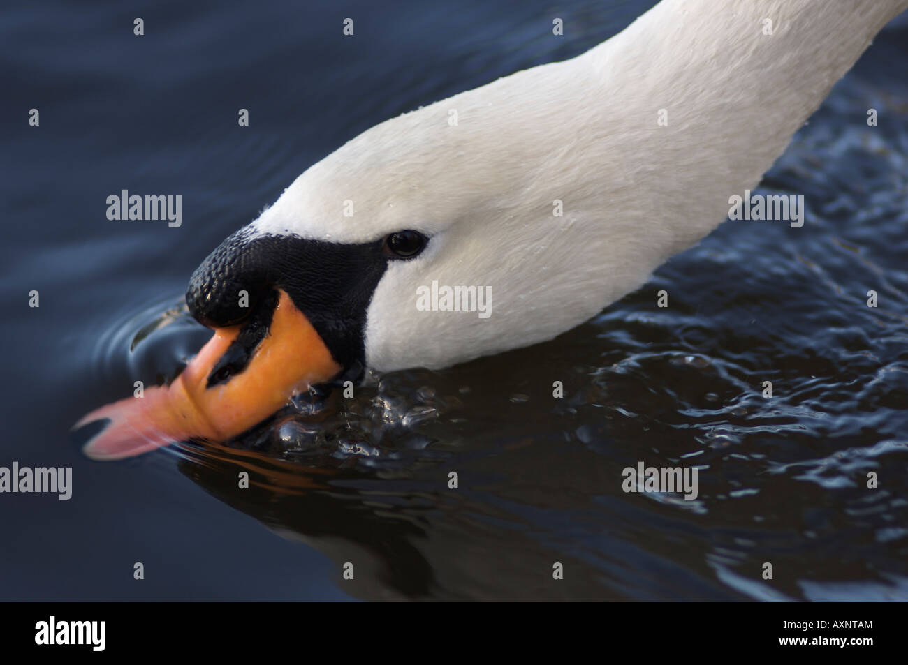 close up of mute swan head with bill under water drinking Stock Photo ...