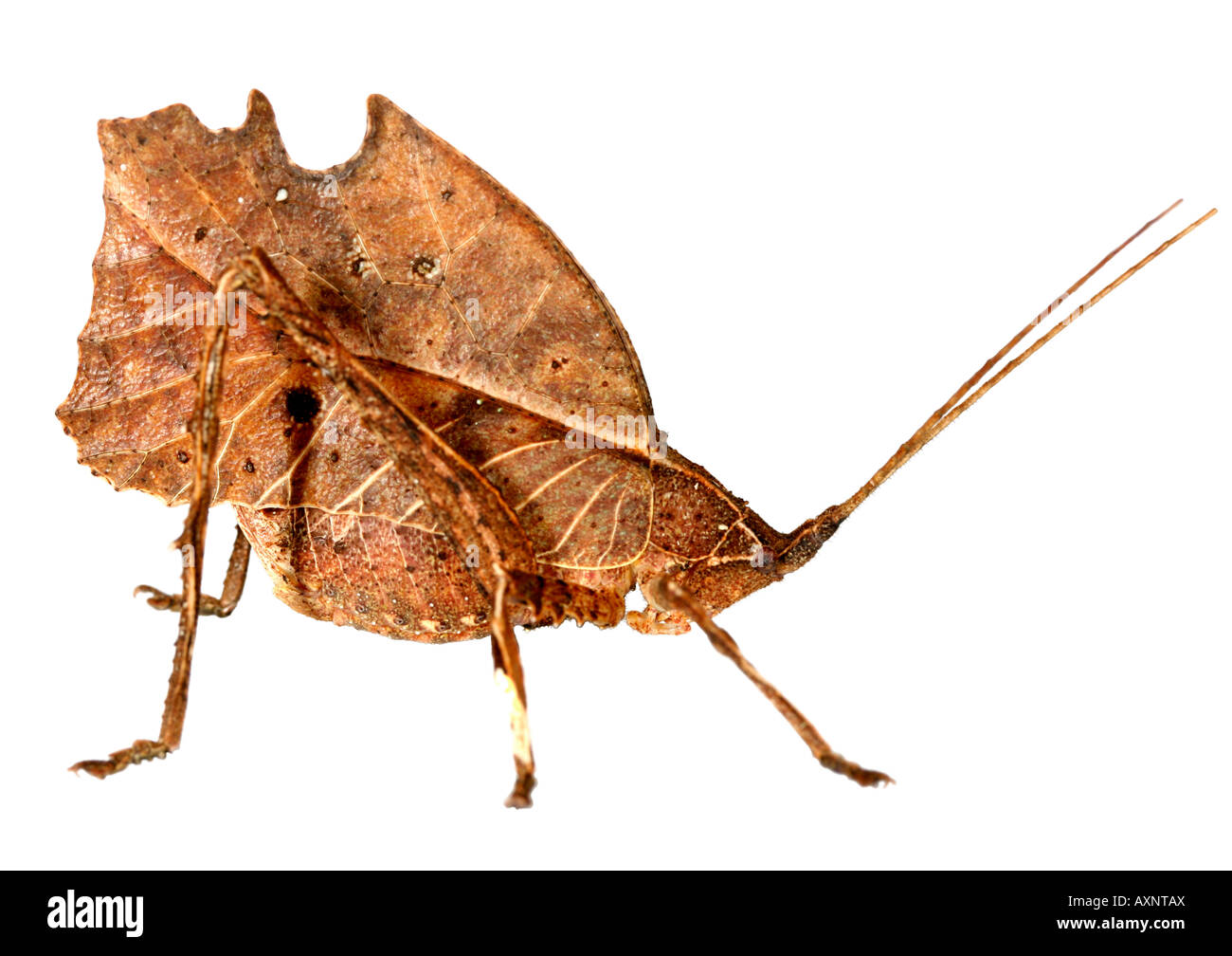 Cricket mimic Cut Out Stock Images & Pictures - Alamy