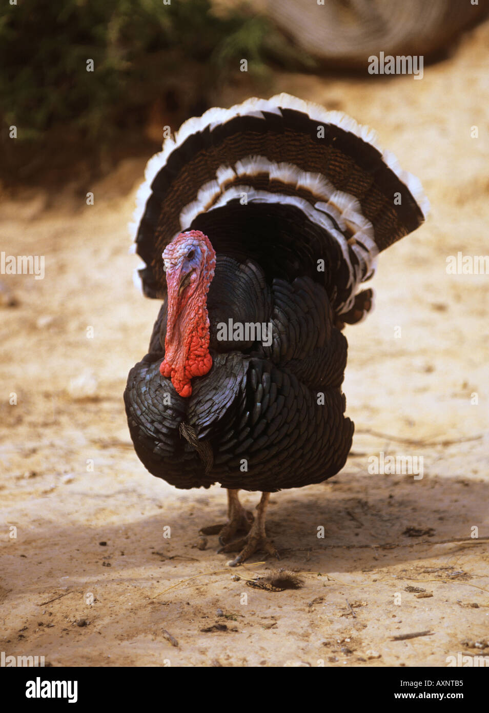 turkey standing frontal Meleagris gallopava Stock Photo - Alamy