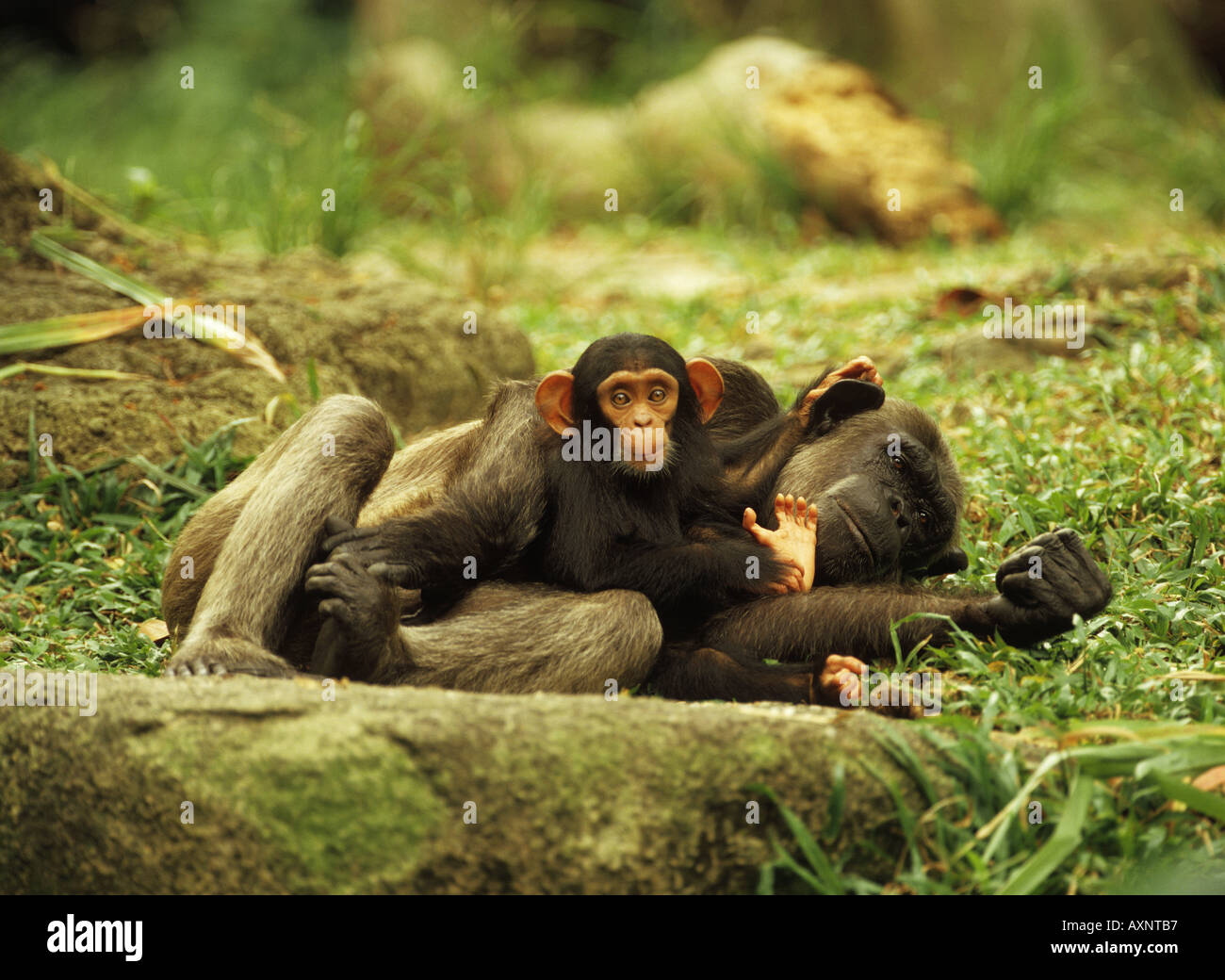 Chimp cub hi-res stock photography and images - Alamy
