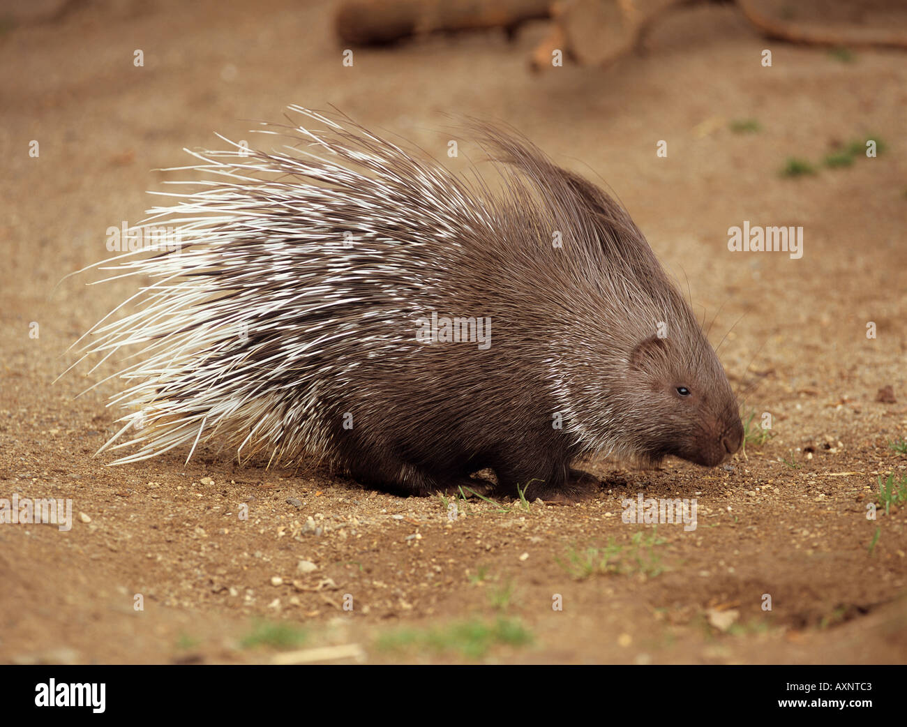 Hystrix cristata and africa hi-res stock photography and images - Alamy