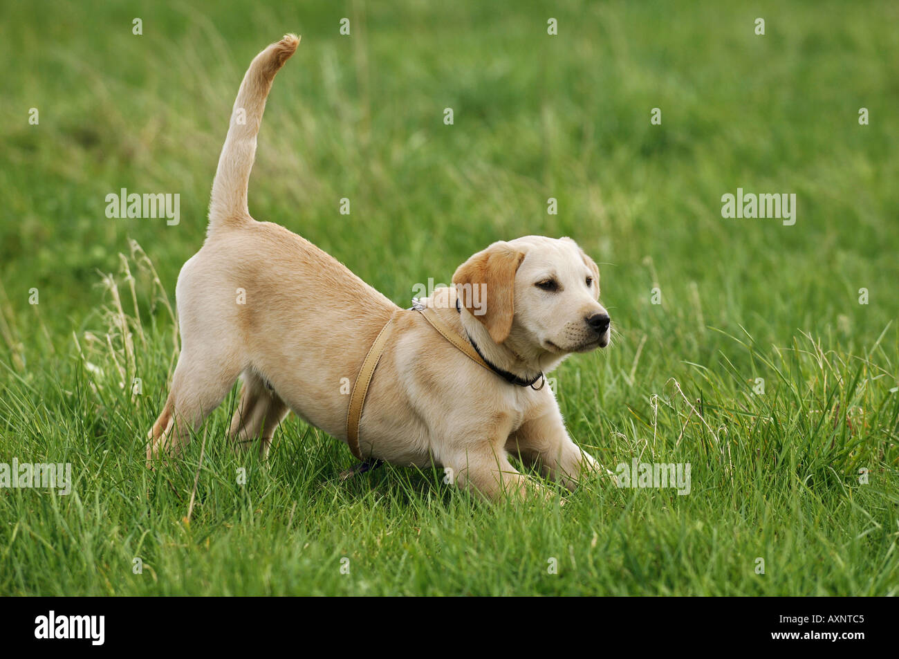 labrador retriever puppy stretching Stock Photo - Alamy
