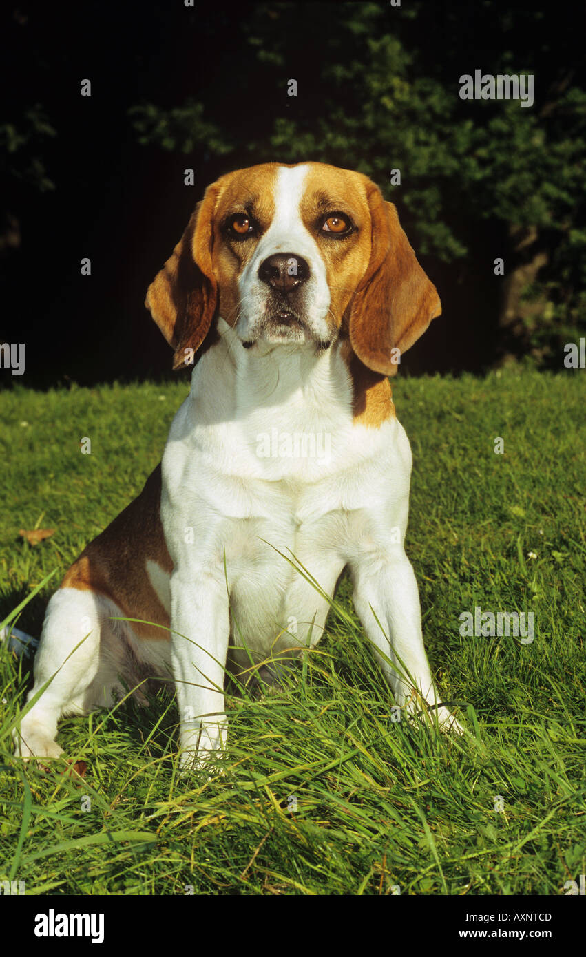Beagle sitting on meadow Stock Photo - Alamy