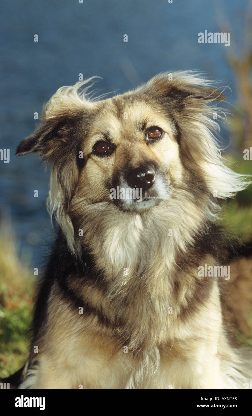Dog hybrids hi-res stock photography and images - Alamy