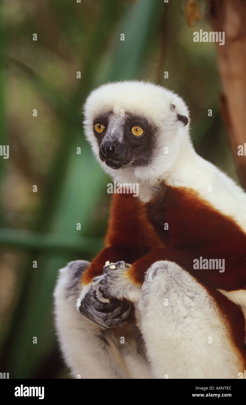 propithecus verreauxi Verreaux s sifaka Stock Photo - Alamy