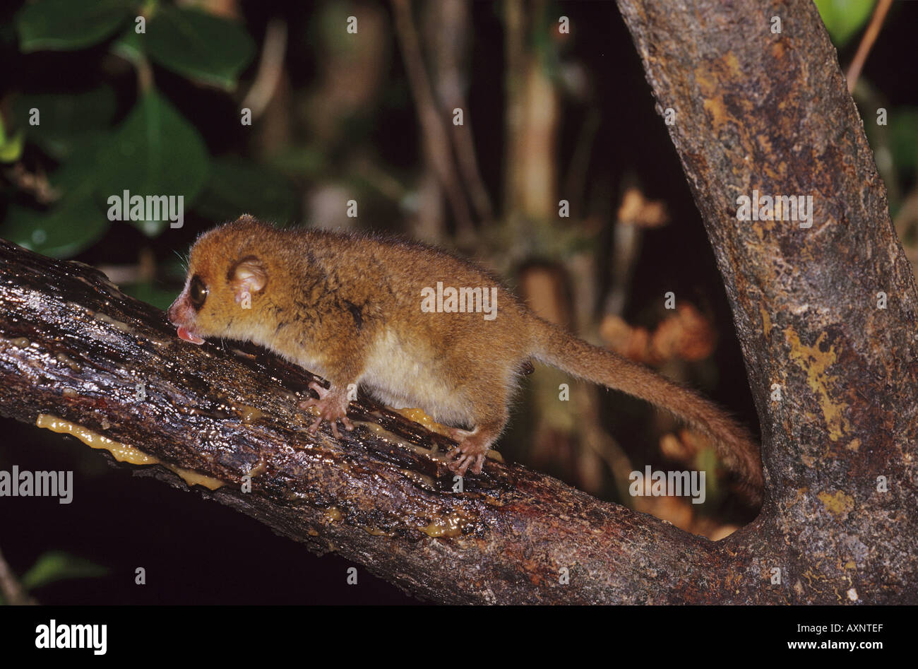 microcebus murinus grey mouse lemur Stock Photo - Alamy