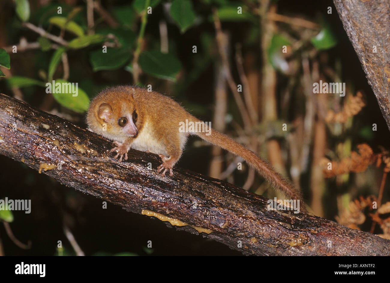 microcebus murinus grey mouse lemur Stock Photo - Alamy