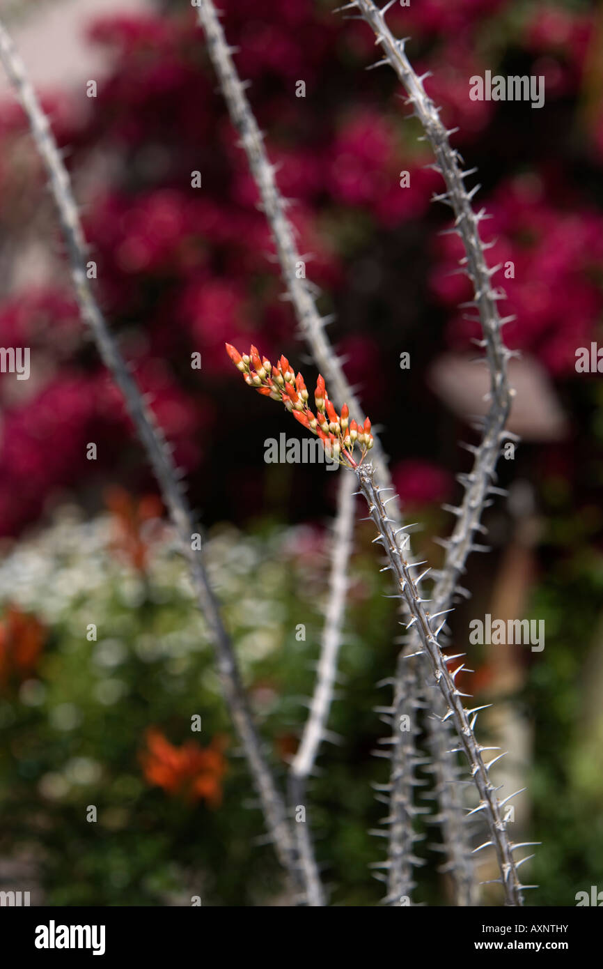 Ocotillo flower hi-res stock photography and images - Alamy