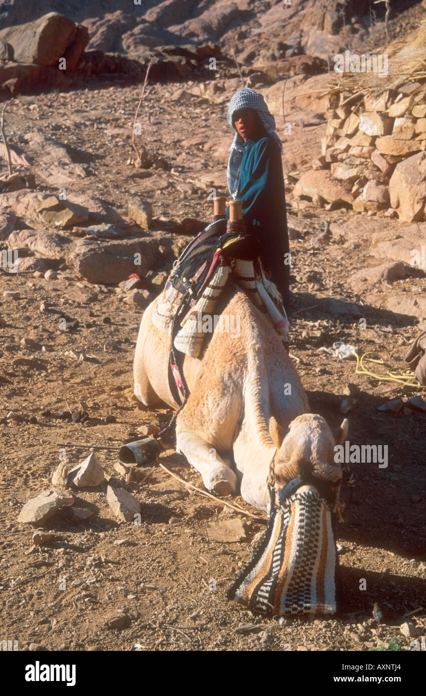 Mohammed feeding his camel, High Mountains of Southern Sinai, Egypt ...