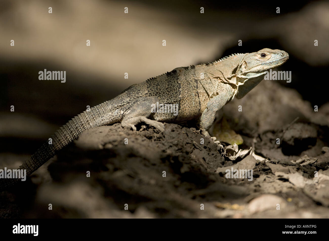 Black Spiny-tailed Iguana Ctenosaura similis lizard Stock Photo - Alamy