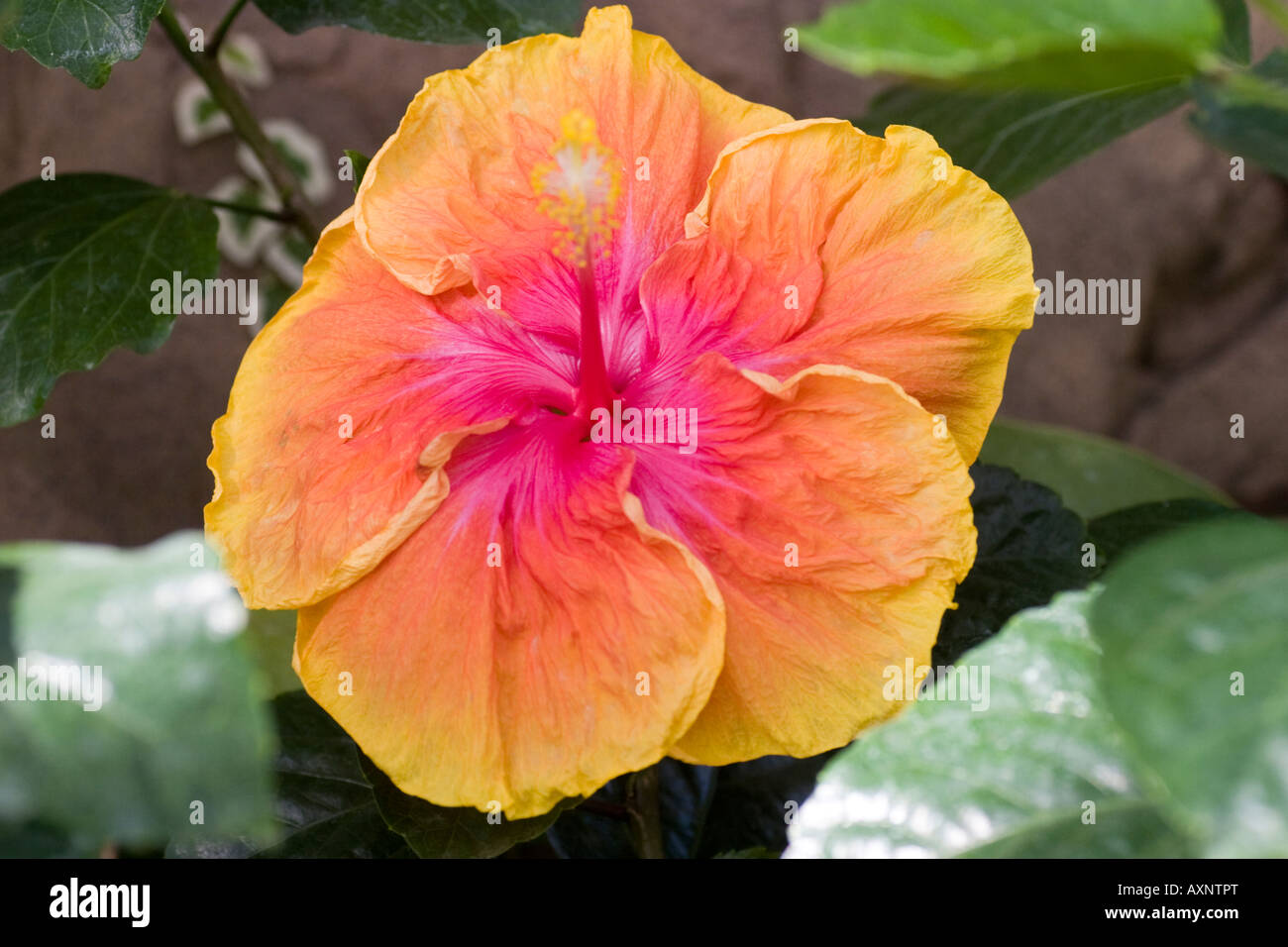 Hibiscus flower close up Stock Photo - Alamy