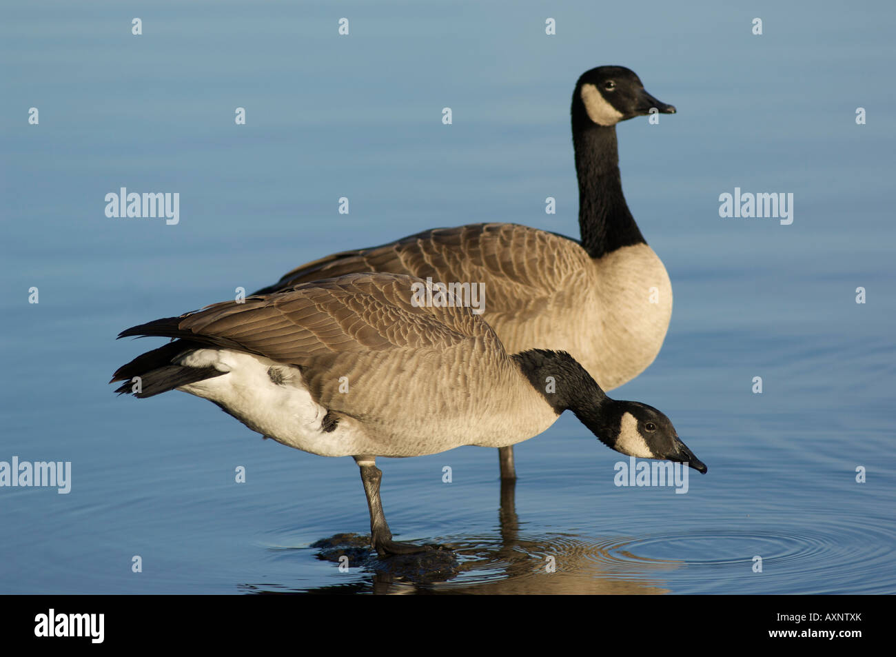 two Canada geese standing on one leg in the water Stock Photo - Alamy