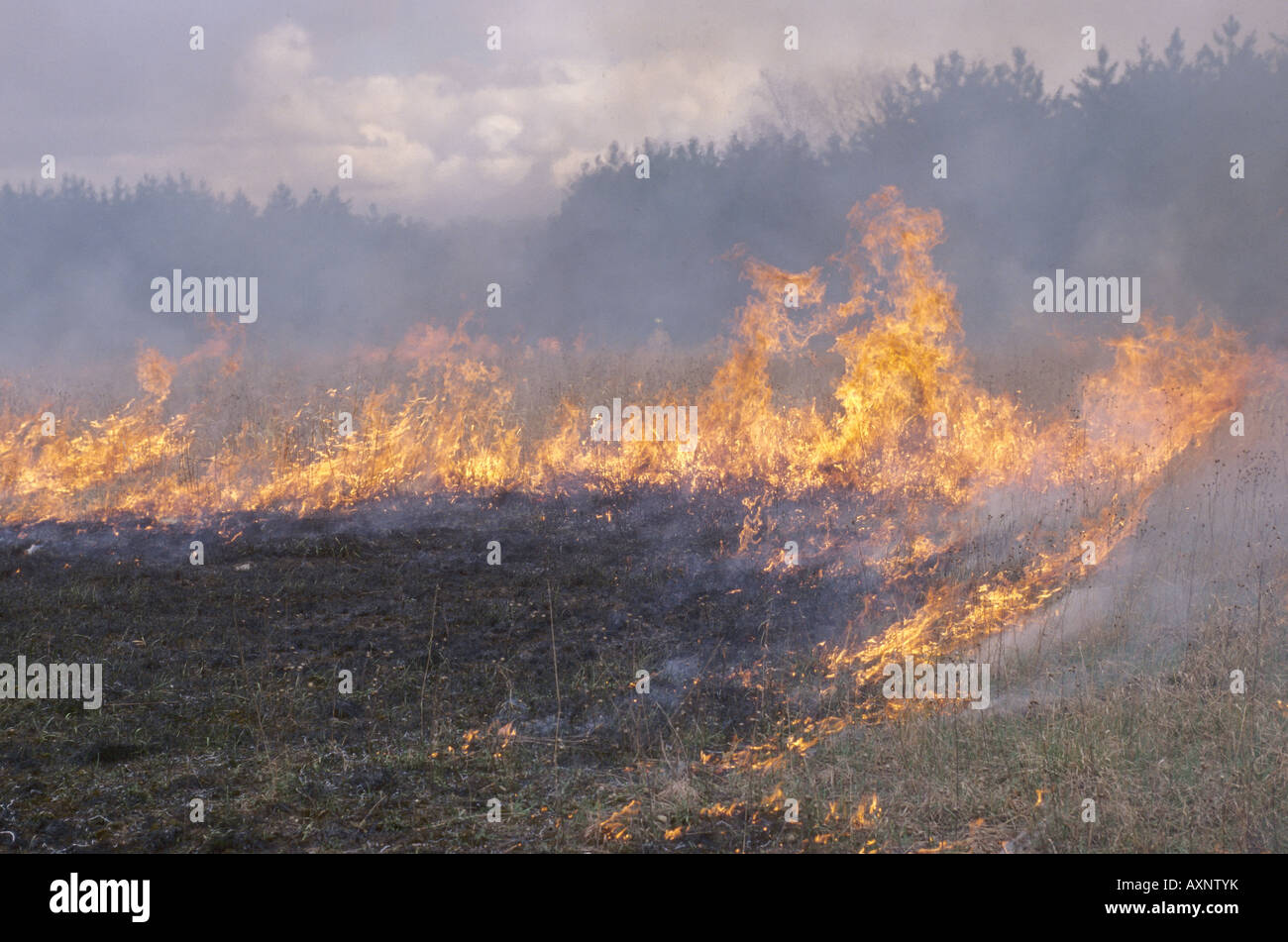 Controlled burn in grasses Stock Photo - Alamy