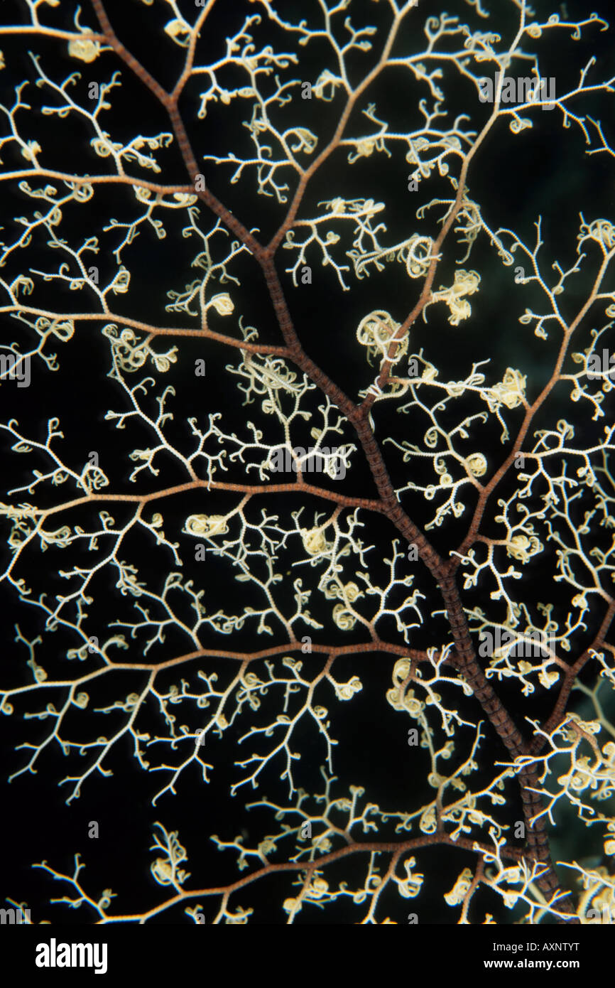 Arms Basket Star (Astroboa nuda) Raja Ampat, Papua, Indonesia Pacific ...