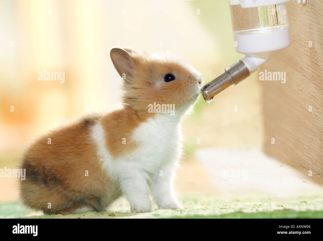 Baby Bunny Drinking