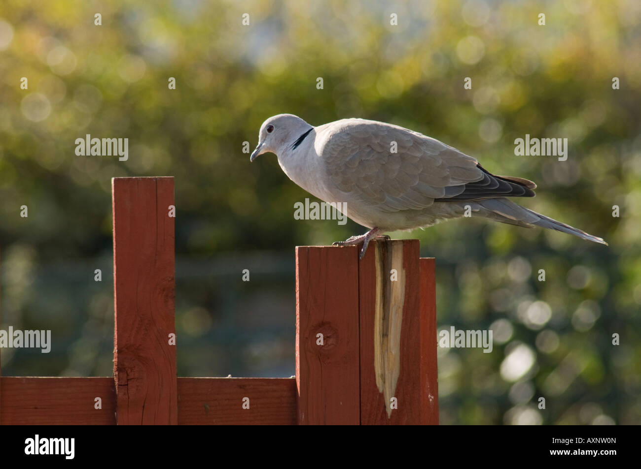 A common ringneck pigeon Stock Photo - Alamy
