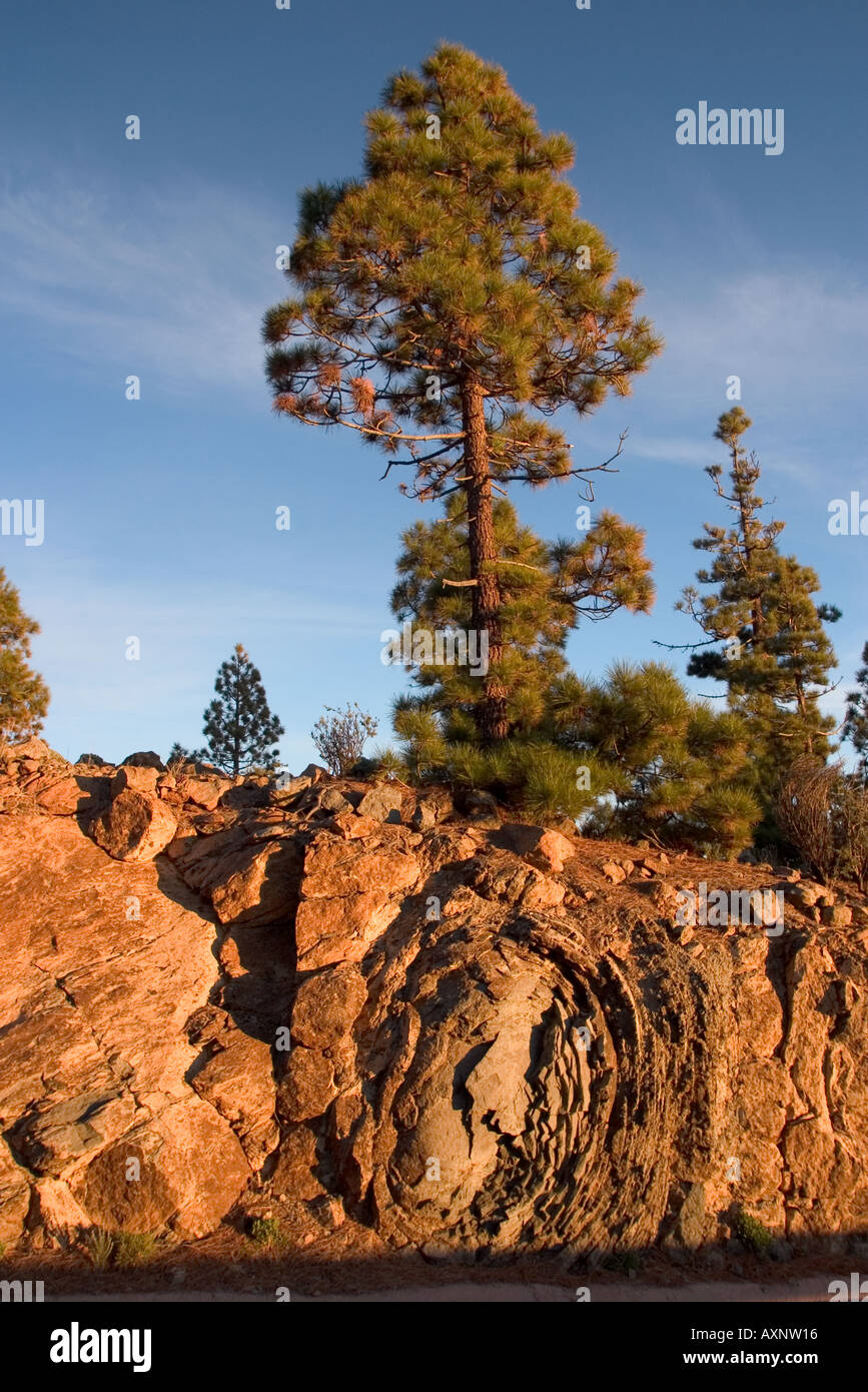 tree grown from seed rock formation Stock Photo - Alamy