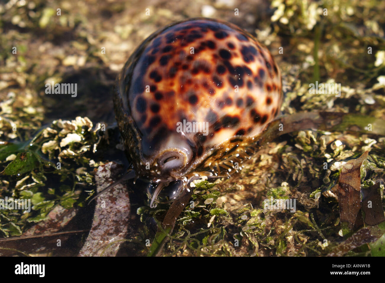 Tiger cowries hi-res stock photography and images - Alamy