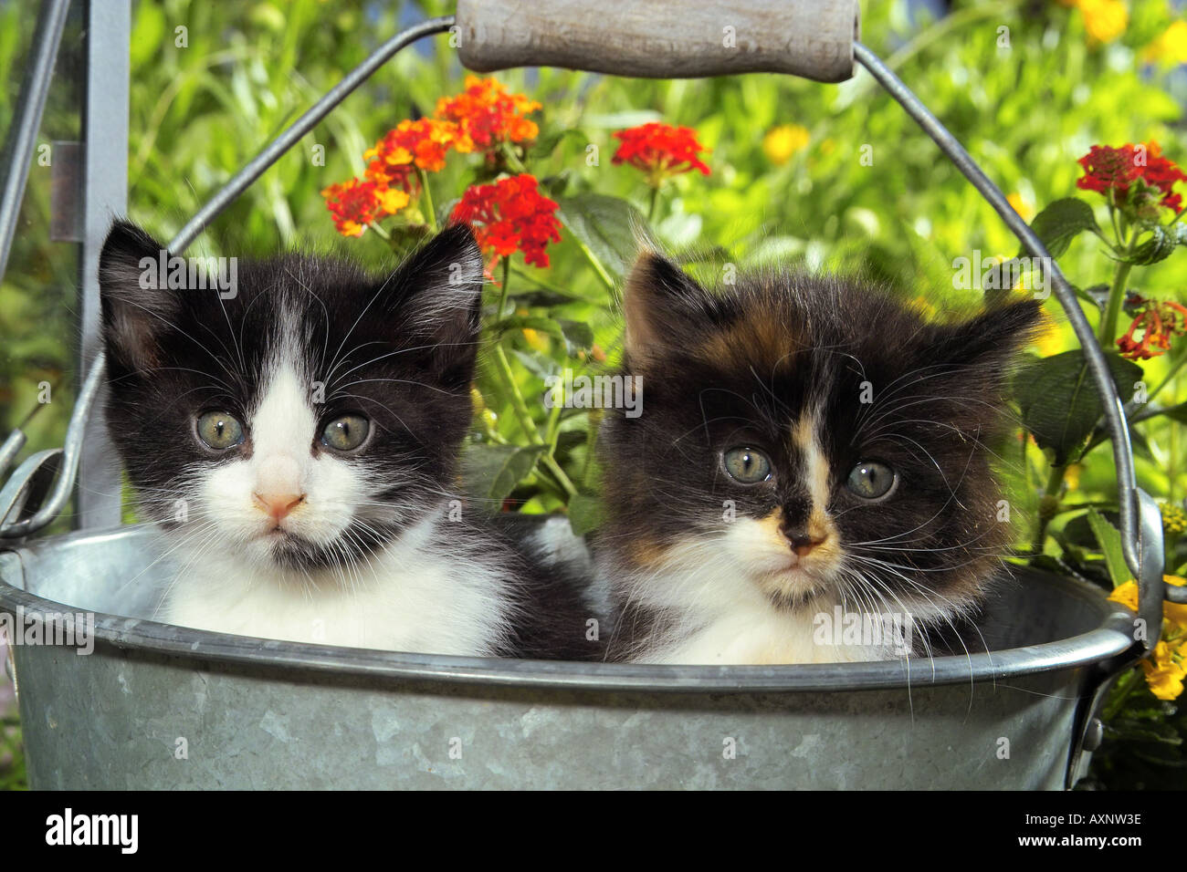 Two cat kitten bucket hi-res stock photography and images - Alamy