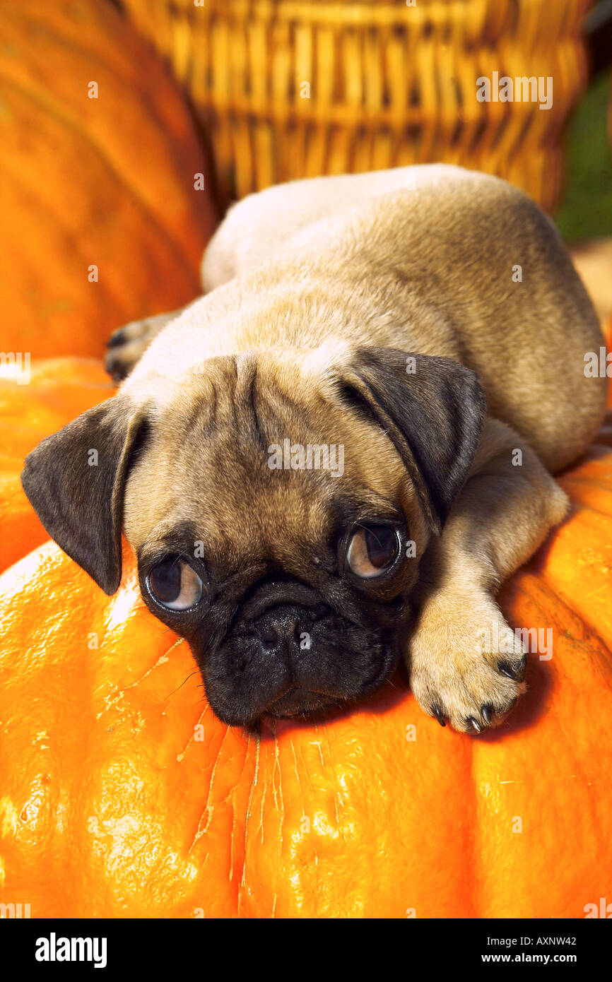 Pug and pumpkins hi-res stock photography and images - Alamy