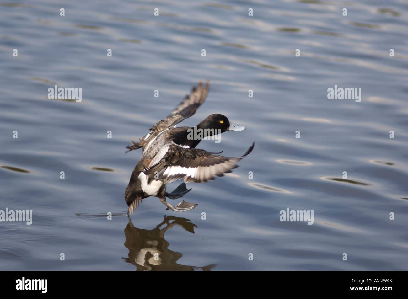one male Lesser Scaup aythya affinis in flight about to hit the water ...