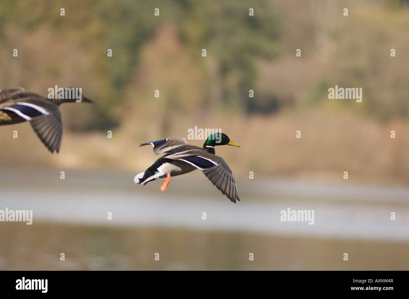 two Mallard duck in flight over water Stock Photo - Alamy