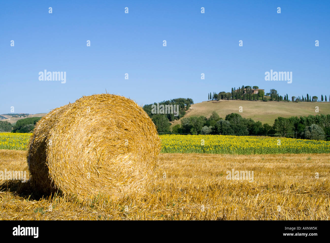 Harvested wheat fields Tuscany Italy Stock Photo - Alamy