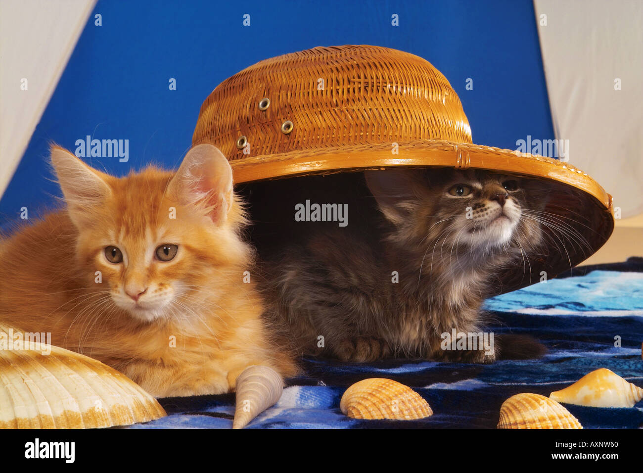 Under your hat hi-res stock photography and images - Alamy