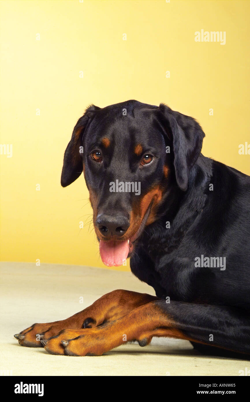 doberman lying portrait Stock Photo - Alamy