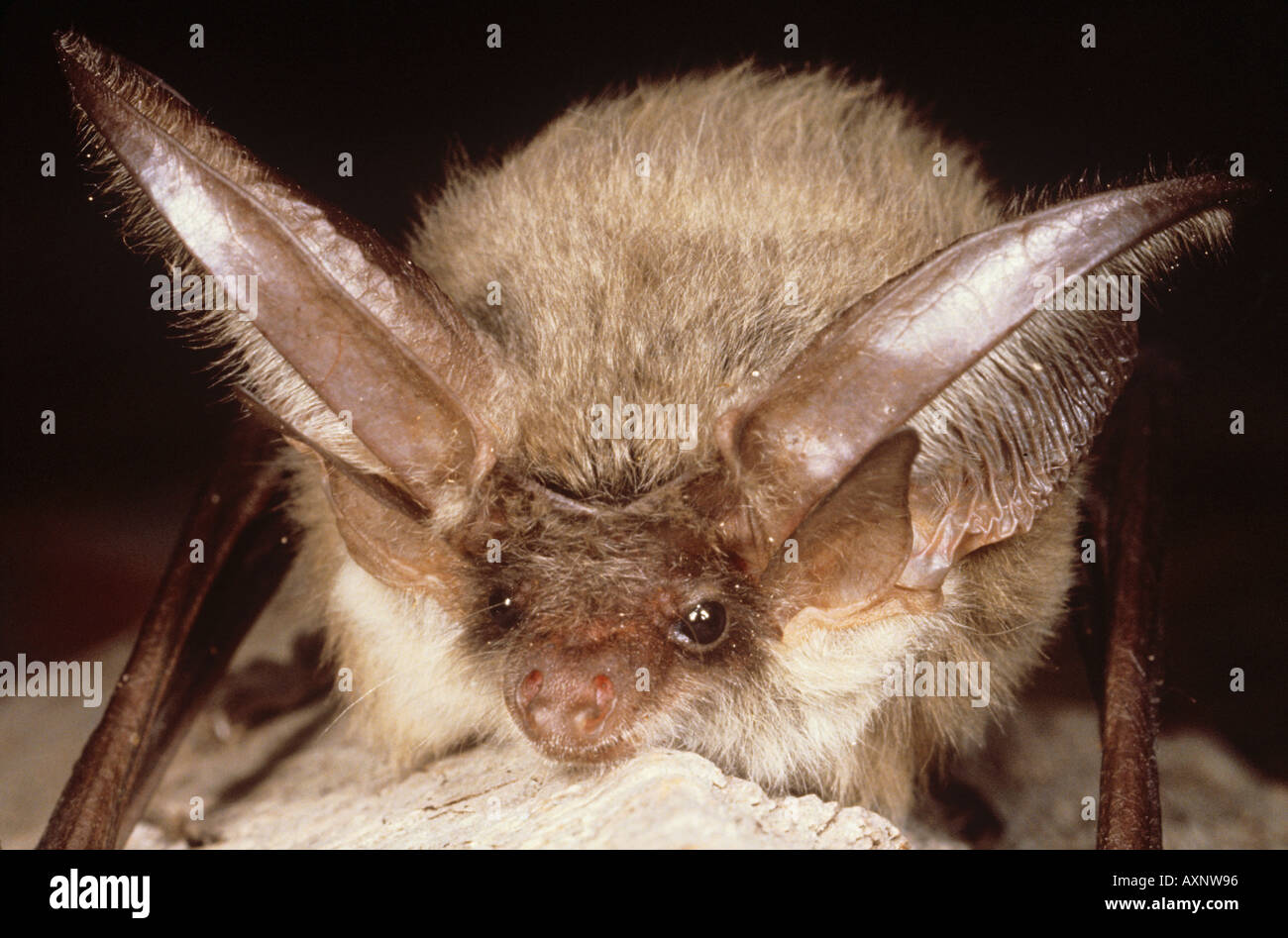 Wild plecotus hi-res stock photography and images - Alamy