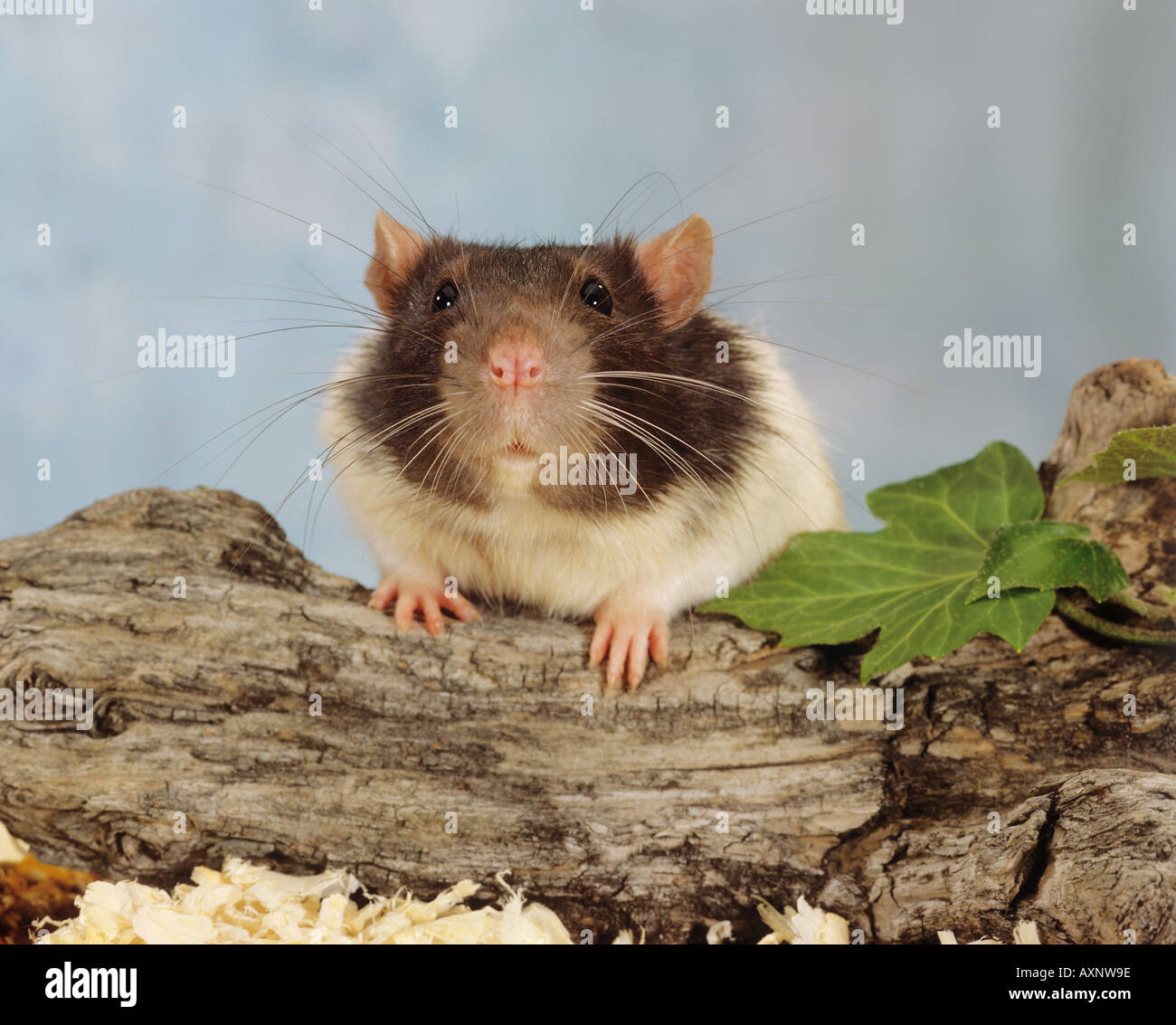 Fancy Rat, Pet Rat (Rattus norvegicus forma domestica). Adult on a log ...