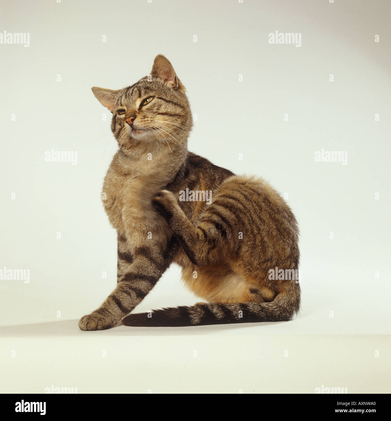 Cat flea scratching hi-res stock photography and images - Alamy