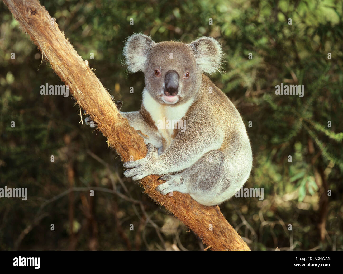 Koalas climbing hi-res stock photography and images - Alamy