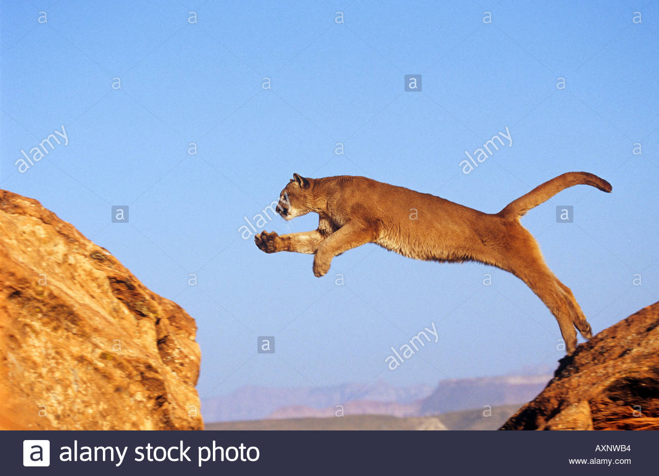 Jumping Of The Lion Stock Photos & Jumping Of The Lion Stock Images - Alamy