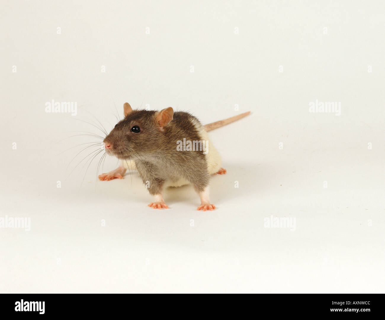 house rat - cut out / Rattus rattus Stock Photo - Alamy