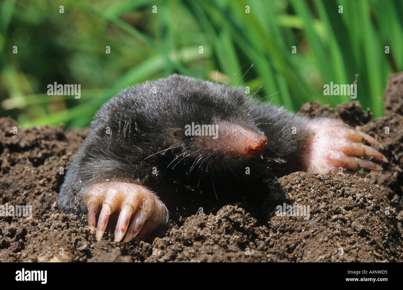 European mole (Talpa europaea) on molehill Stock Photo - Alamy