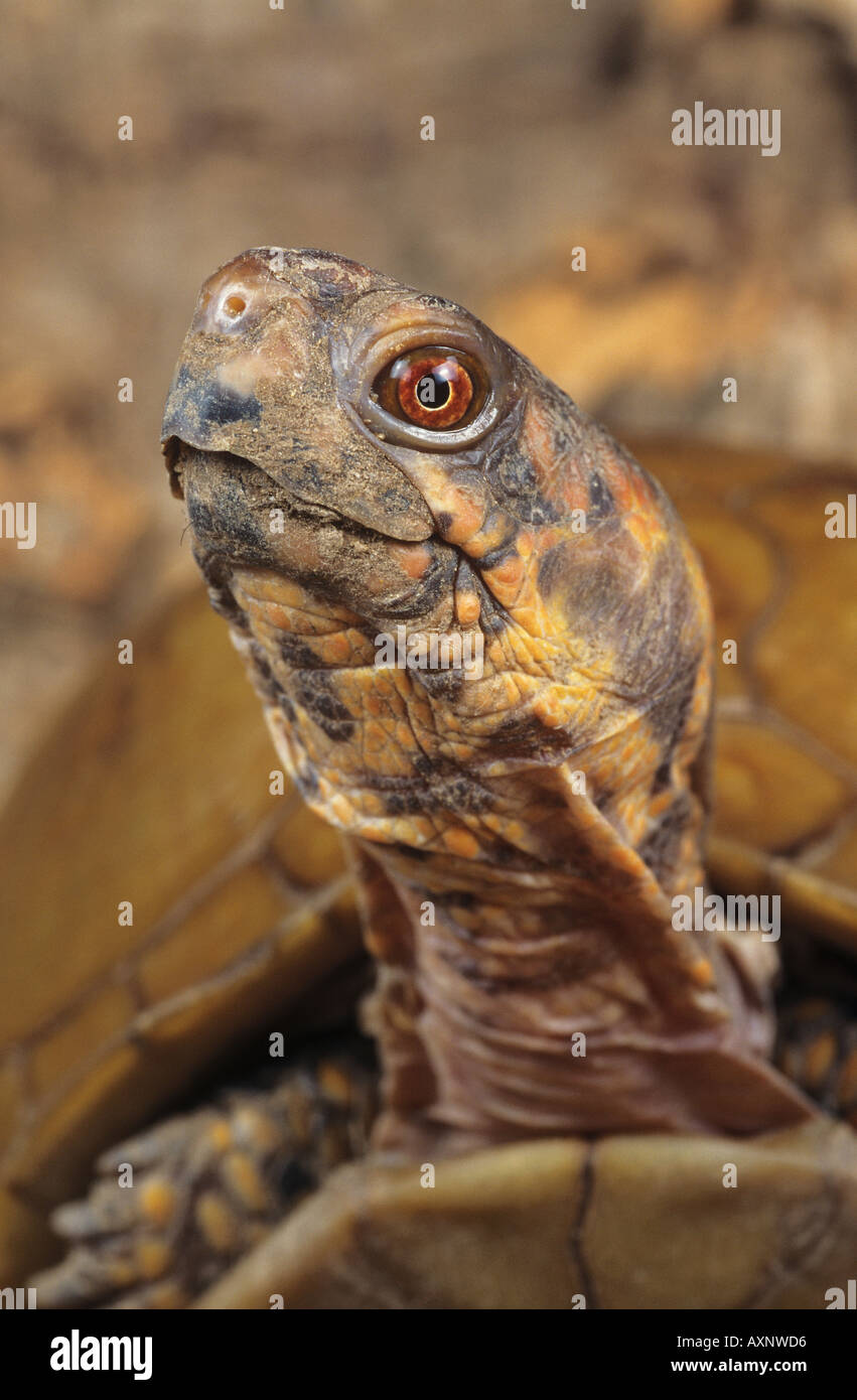 Emydid turtle hi-res stock photography and images - Alamy