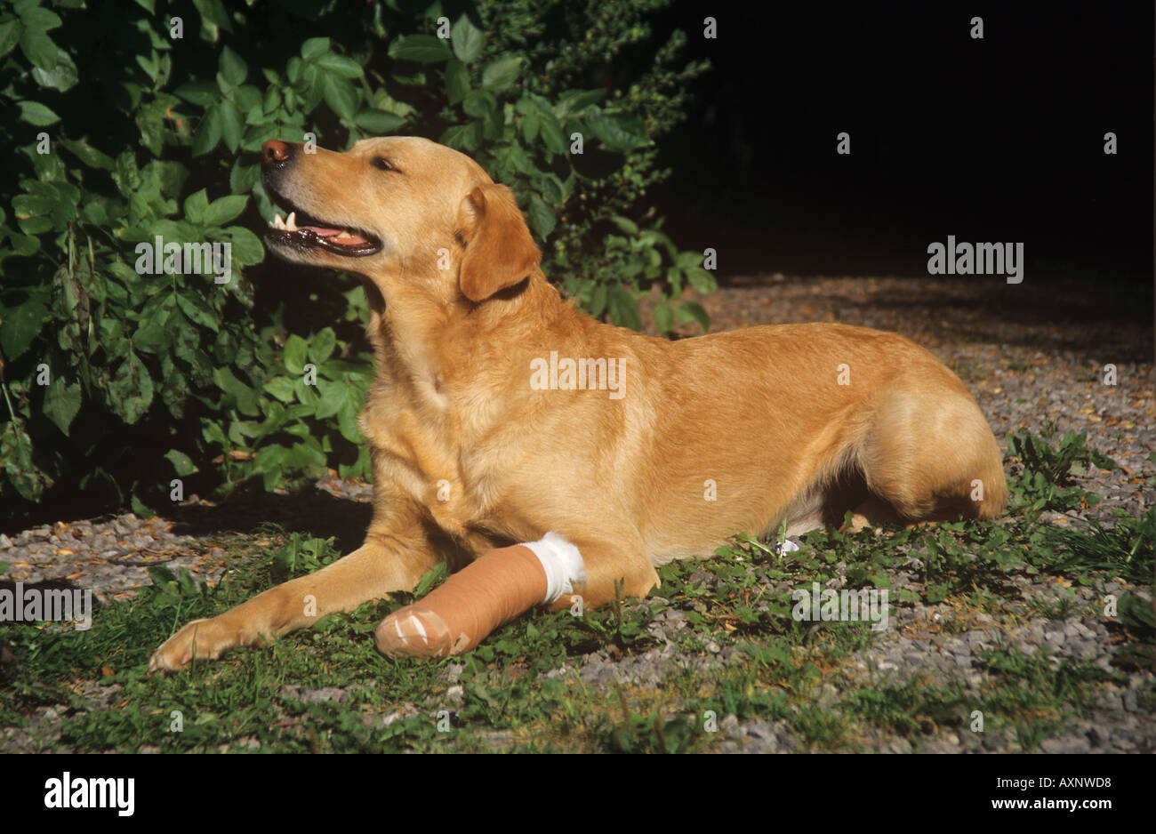 Mixed-breed dog with bandaged leg Stock Photo - Alamy