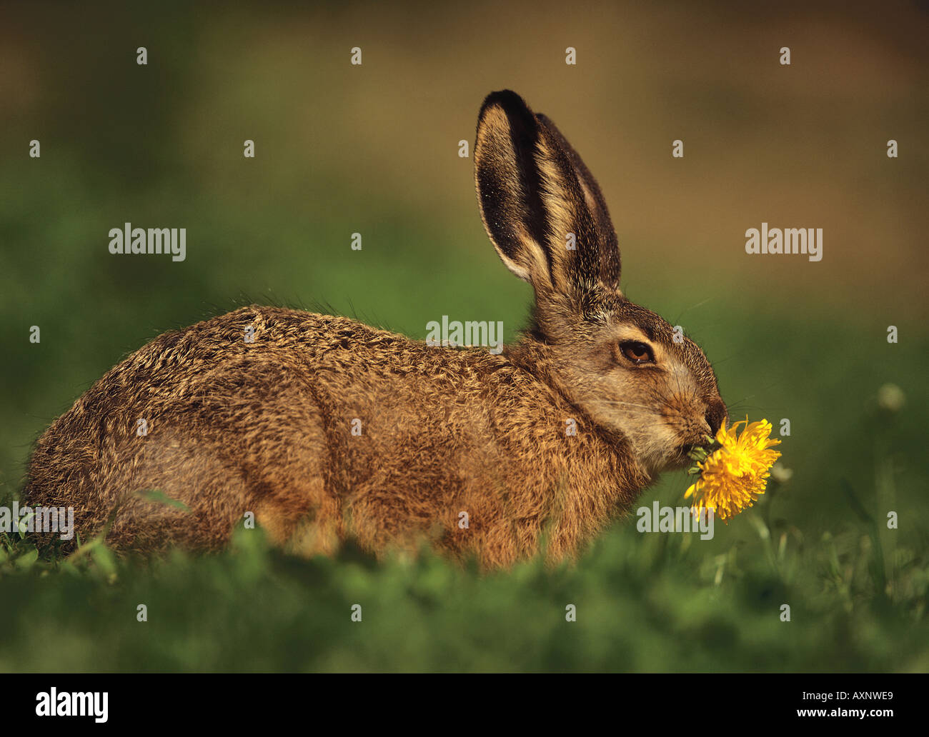 Hares eating grass hi-res stock photography and images - Alamy