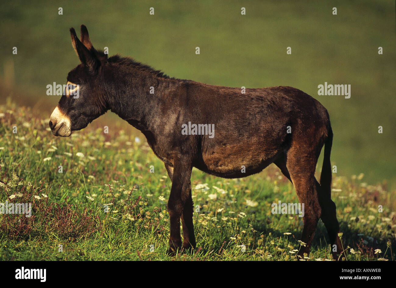 brown donkey - standing on meadow Stock Photo - Alamy