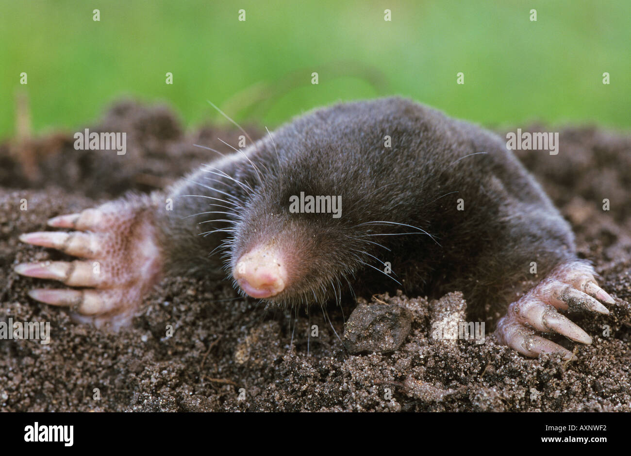 European mole (Talpa europaea) on molehill Stock Photo - Alamy
