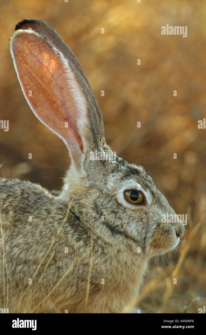 Cape Hare, African Hare (Lepus capensis). Portrait of adult Stock Photo ...