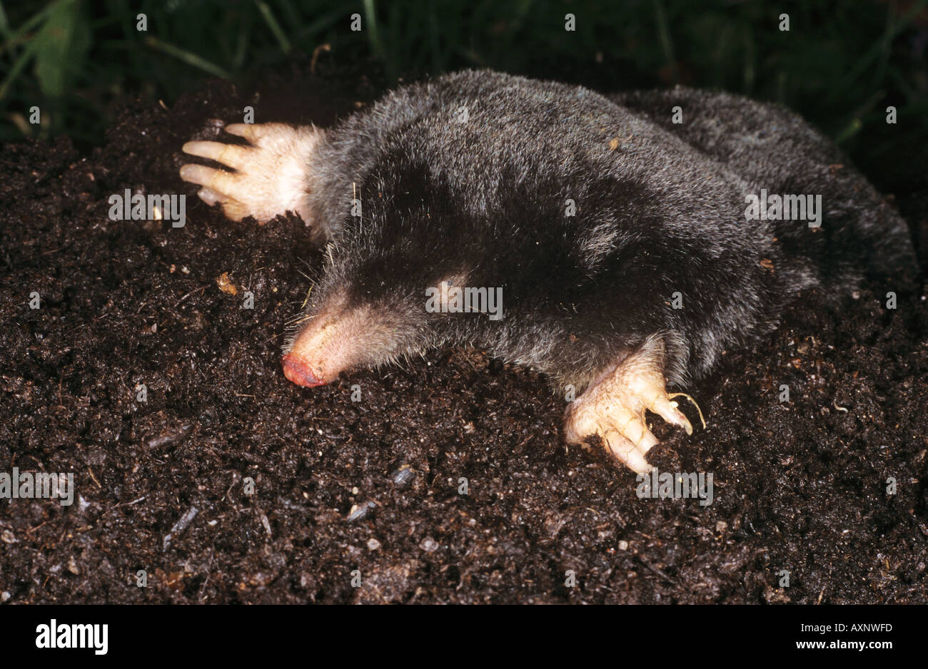 European mole (Talpa europaea) on molehill Stock Photo - Alamy