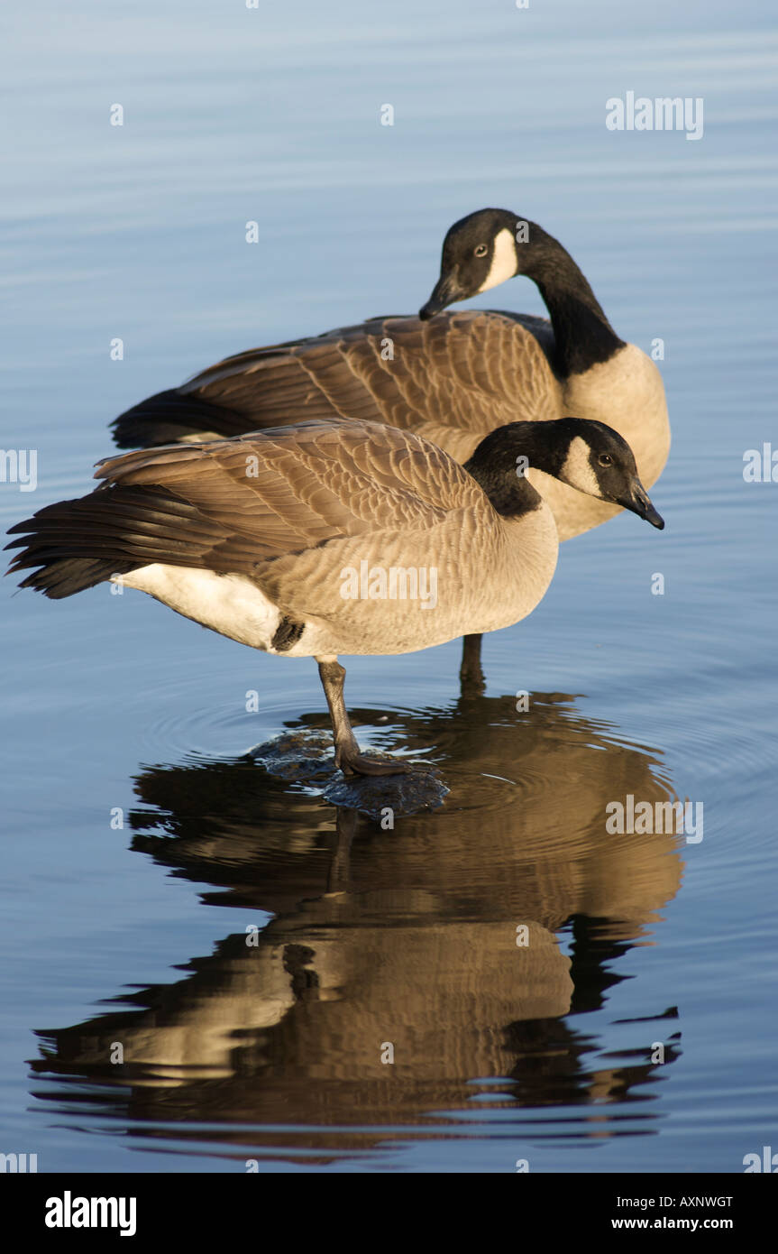 Bird resting on one leg hi-res stock photography and images - Alamy