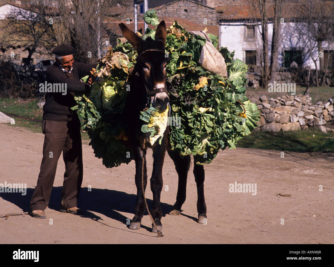 donkey mule transport Stock Photo - Alamy