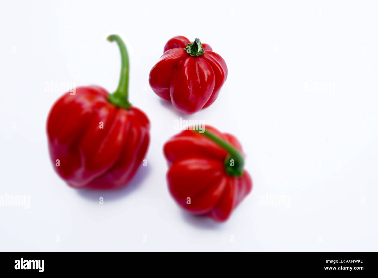 Habanero capsicum chinense chilli hi-res stock photography and images ...